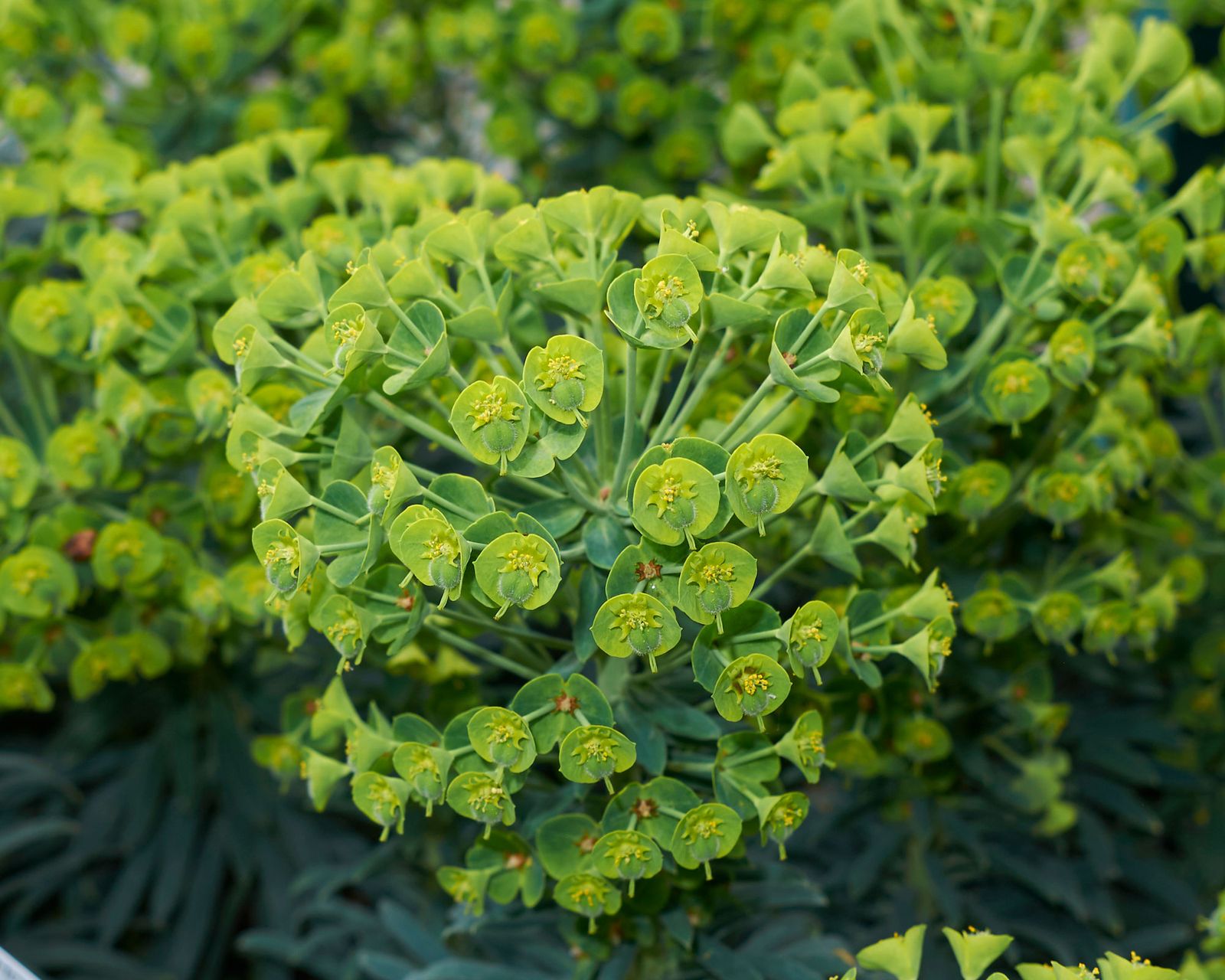 Mediterranean plants: the 10 best to grow in your backyard | Homes and ...