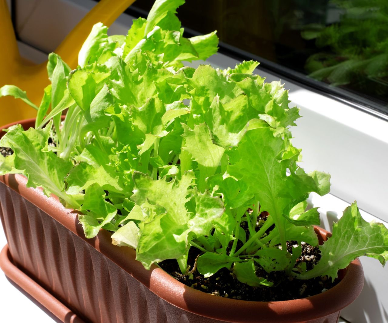 How to grow lettuce indoors: tips for windowsill crops | Homes and Gardens