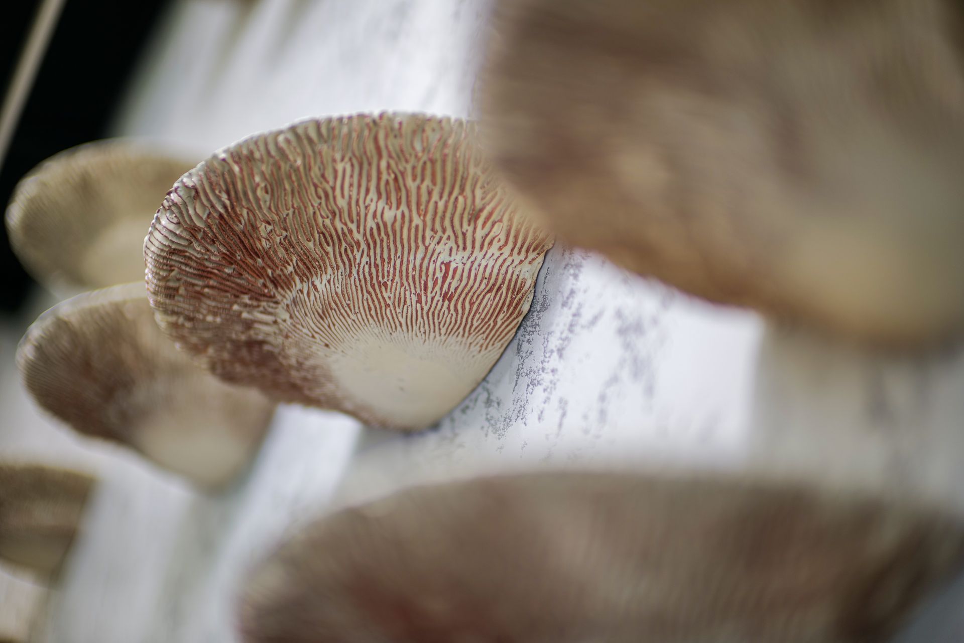 Roe restaurant review: coral-like interiors and culinary innovation ...