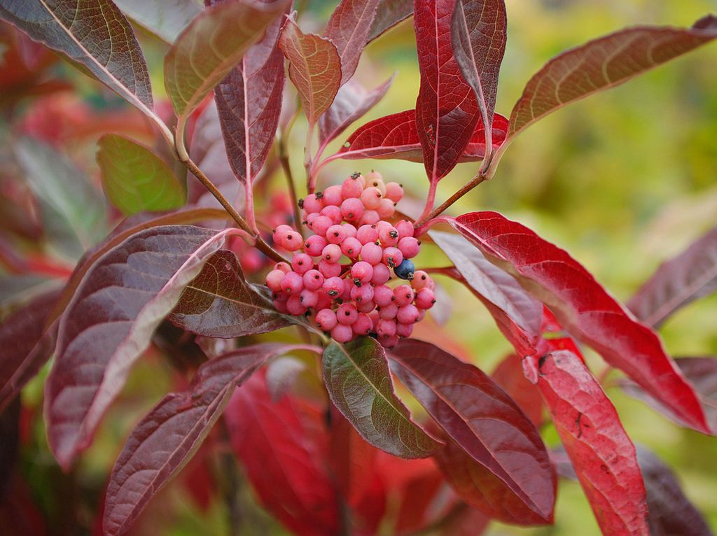 How to grow viburnum: add colour, fragrance and fabulous foliage ...