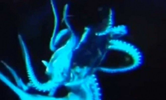 WATCH: The first-ever footage of the legendary giant squid in its ...