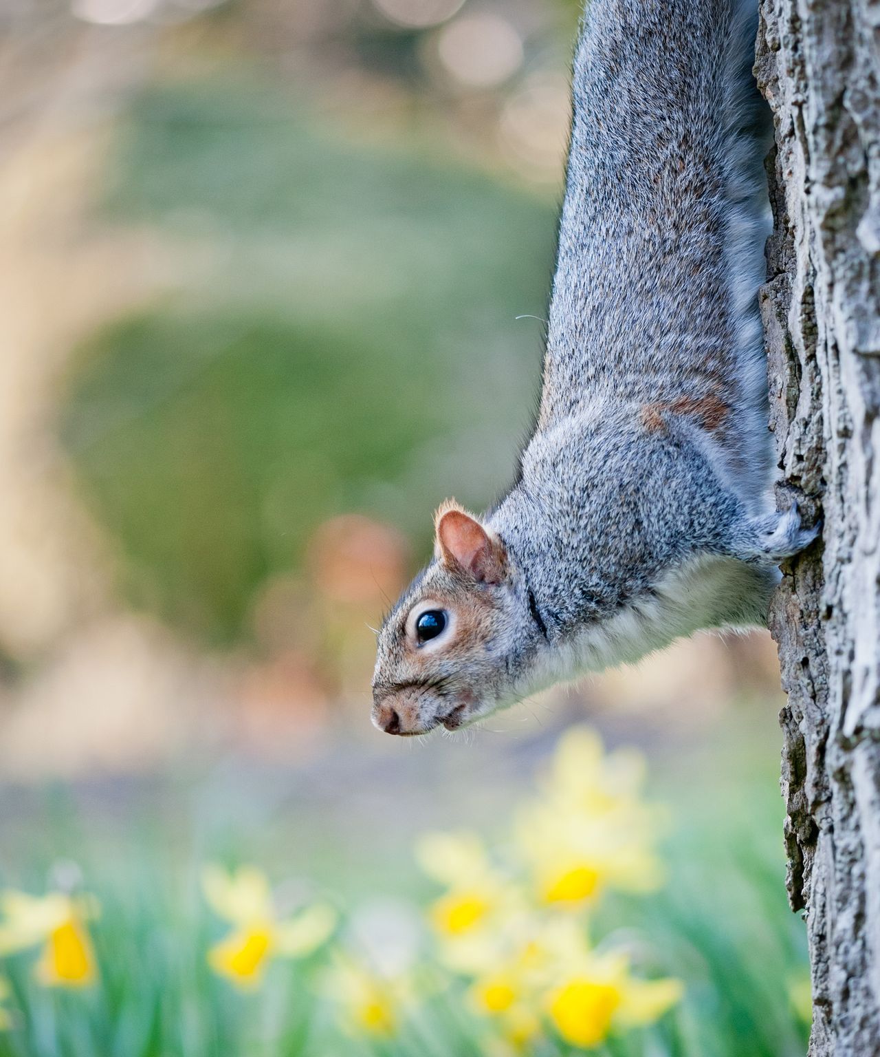 Using baffles to deter squirrels in your garden | Homes and Gardens