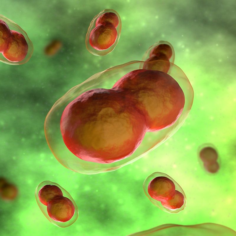 Smallpox: The World's First Eradicated Disease | Live Science