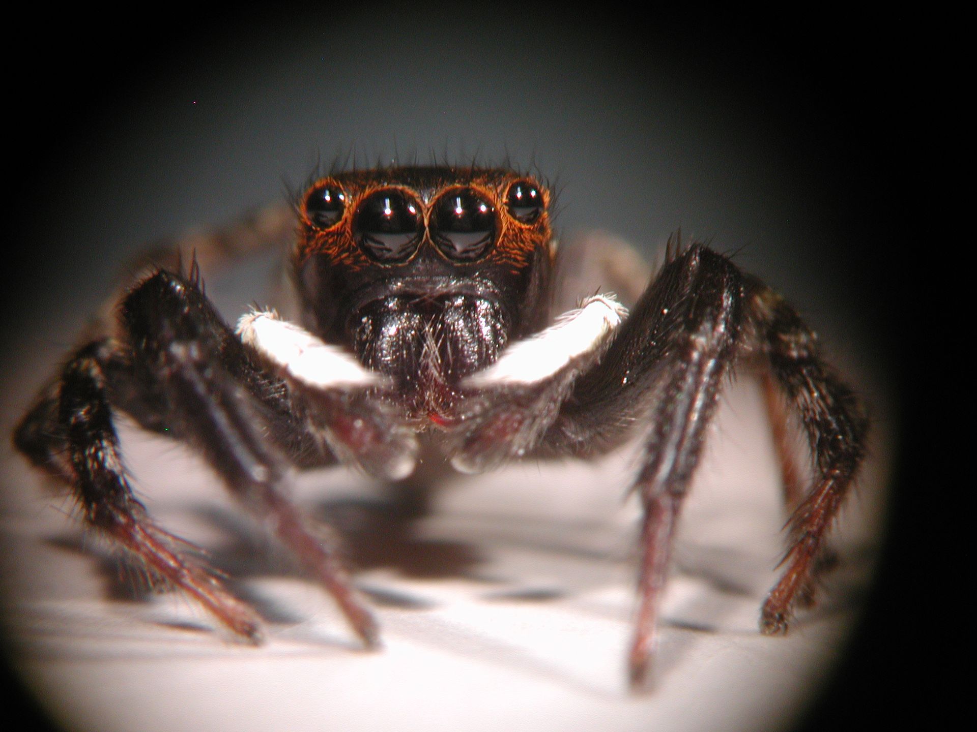 Jumping Spiders' Unique Vision Revealed | Live Science