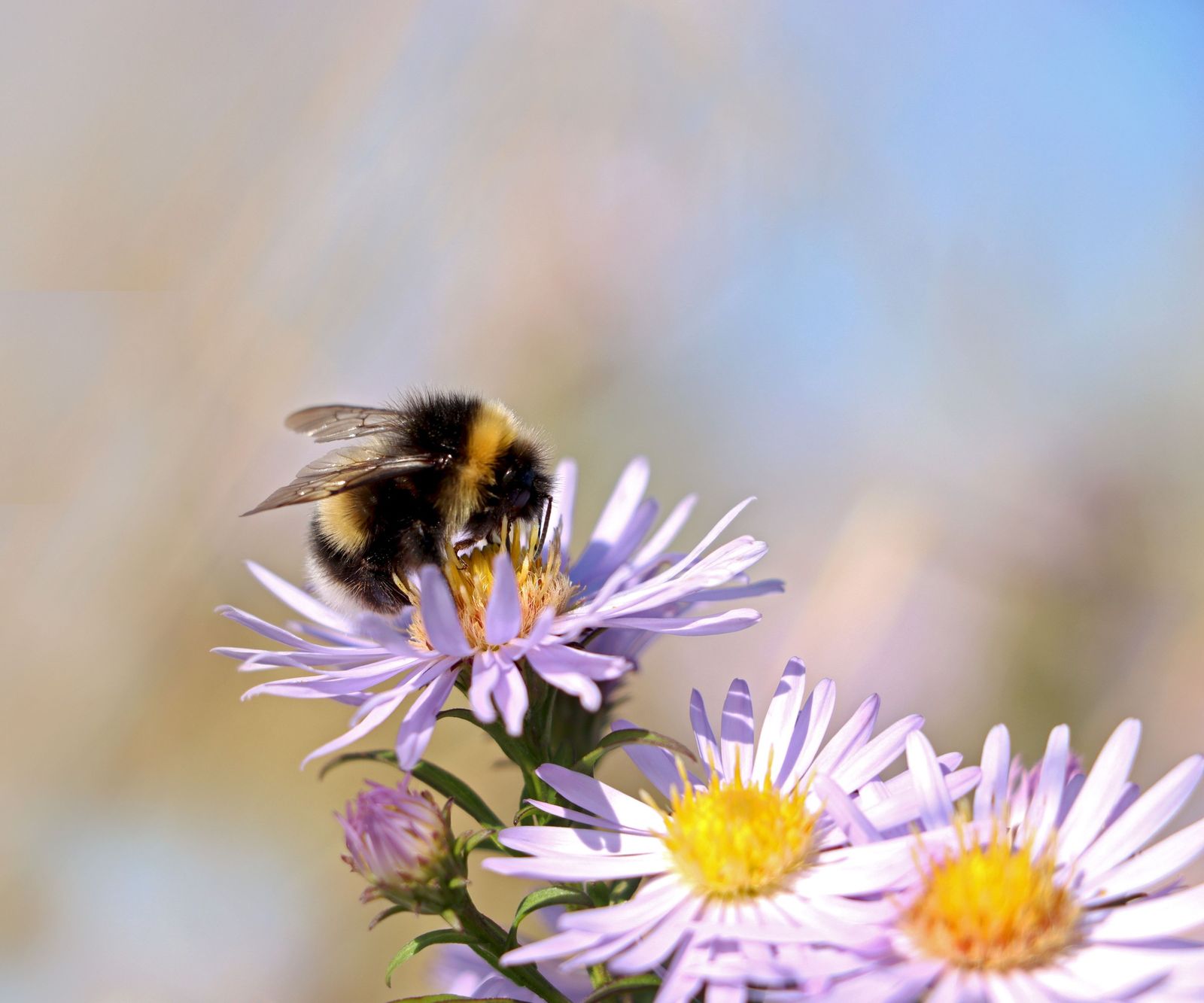How to attract bees to your garden: 7 simple methods | Homes and Gardens