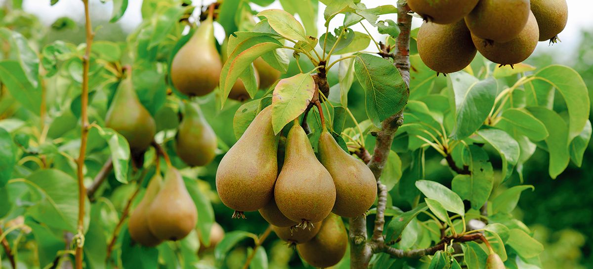 How to grow a pear tree: What to choose, how to look after it | Country ...
