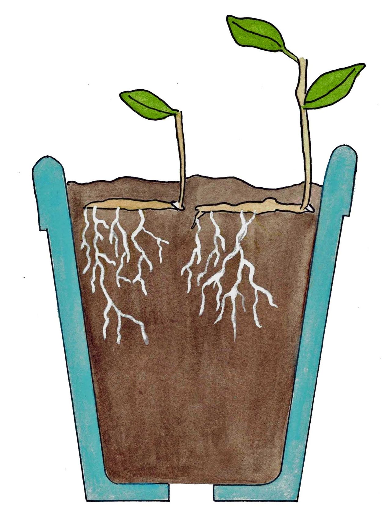 Root Cutting Technique - Learn How To Take Root Cuttings From Plants ...