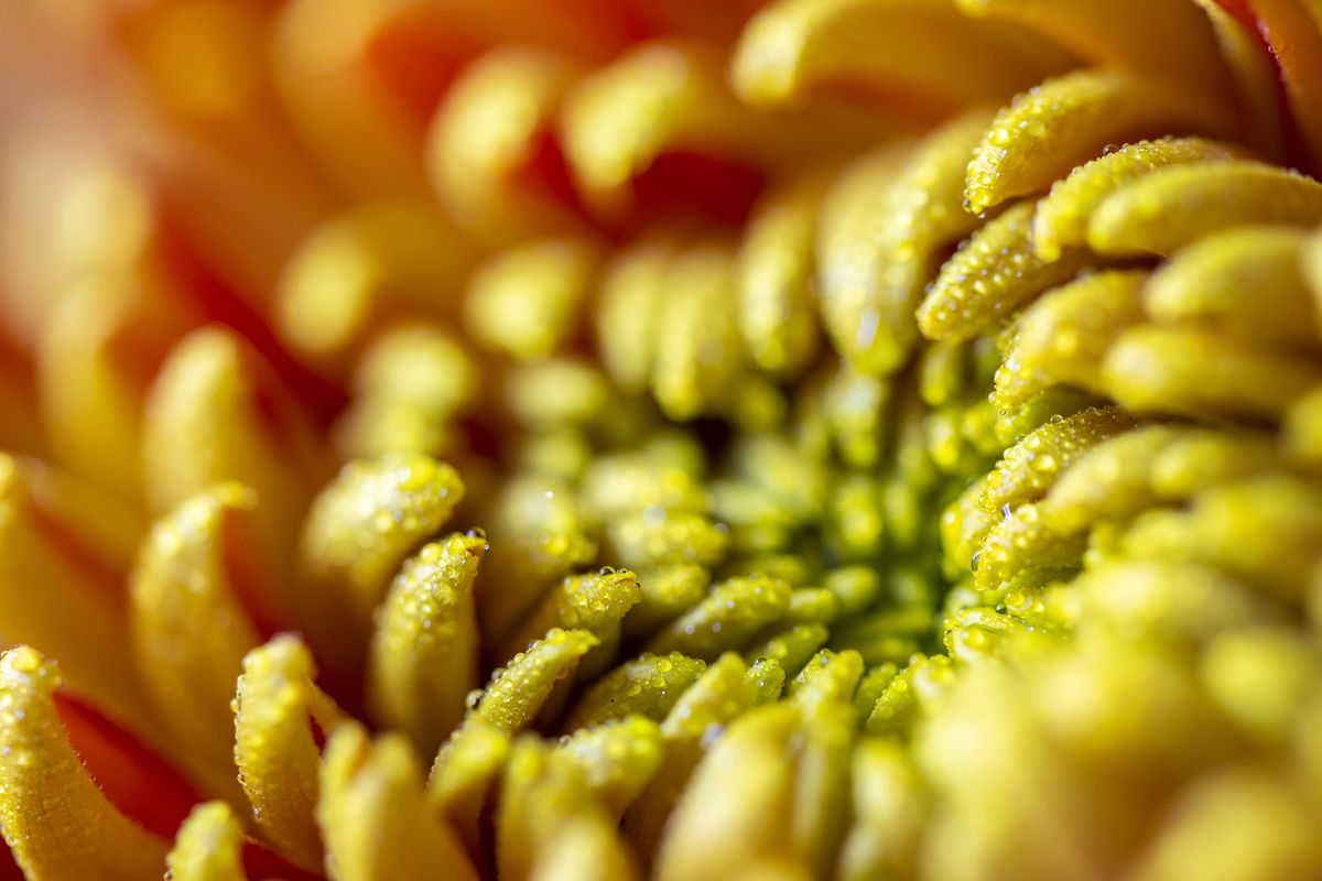 Cheap tricks and camera hacks to creative amazing floral shots at home ...