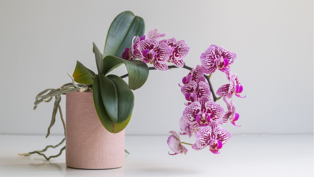 What is orchid root rot and how to treat it: Expert tips | Homes and ...