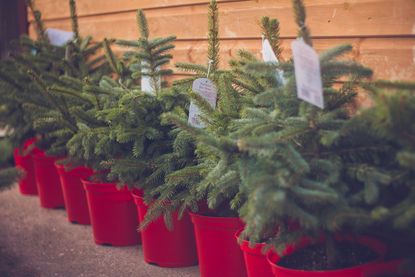 Real Christmas trees delivered - your guide to the best in the UK ...