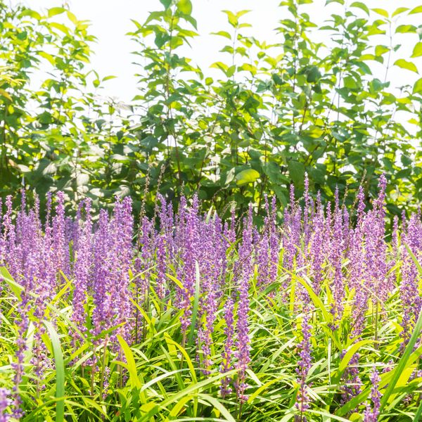 Tips & Information about Ground Cover | Gardening Know How