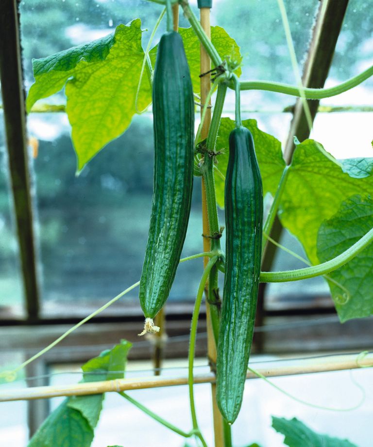 When to fertilize cucumbers: expert tips for how to feed | Homes and ...