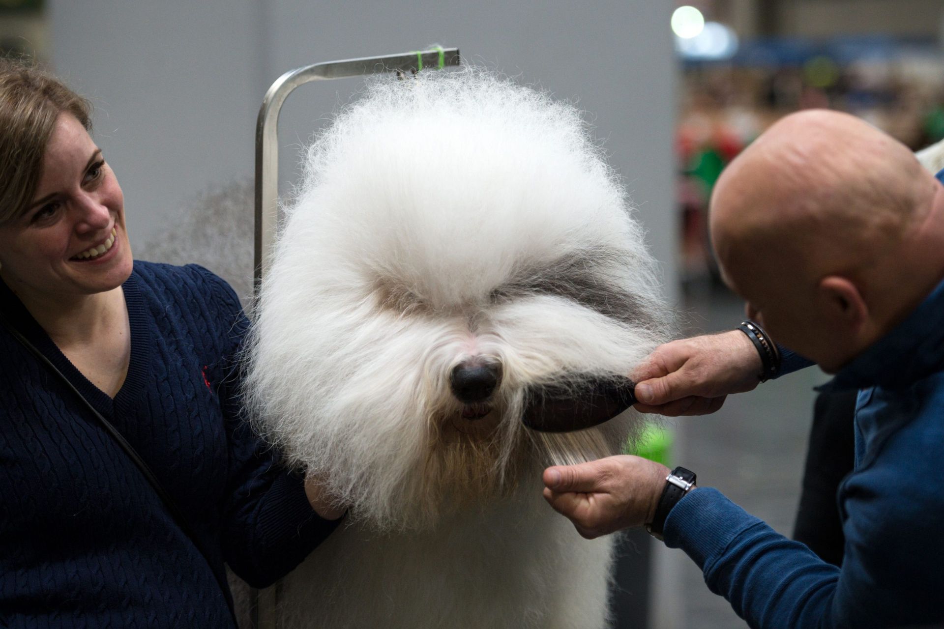 Crufts 2020: Best behind-the-scenes pictures from the iconic dog show ...