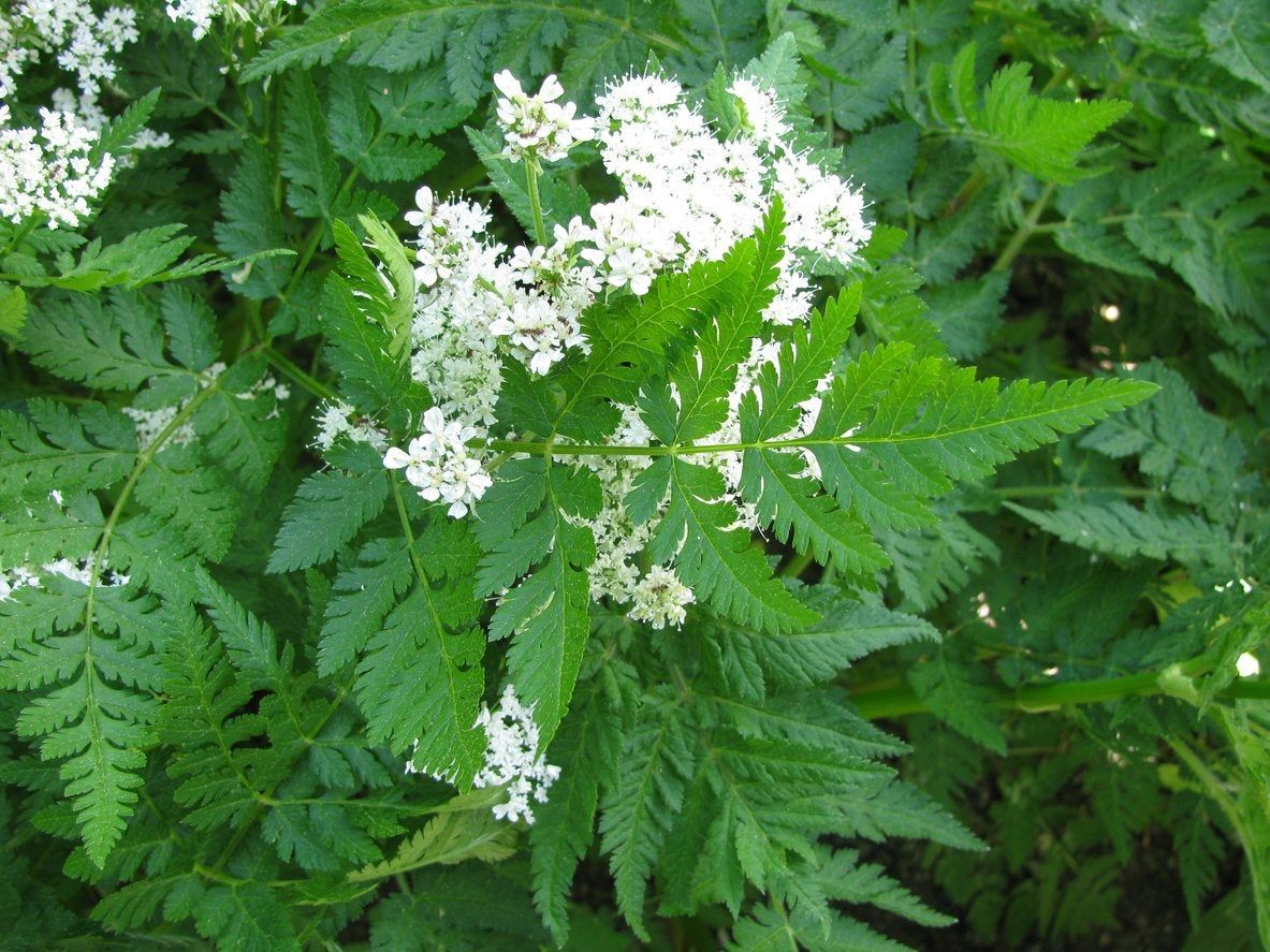 Sweet Cicely Herb Uses: How To Grow Sweet Cicely Plants | Gardening ...