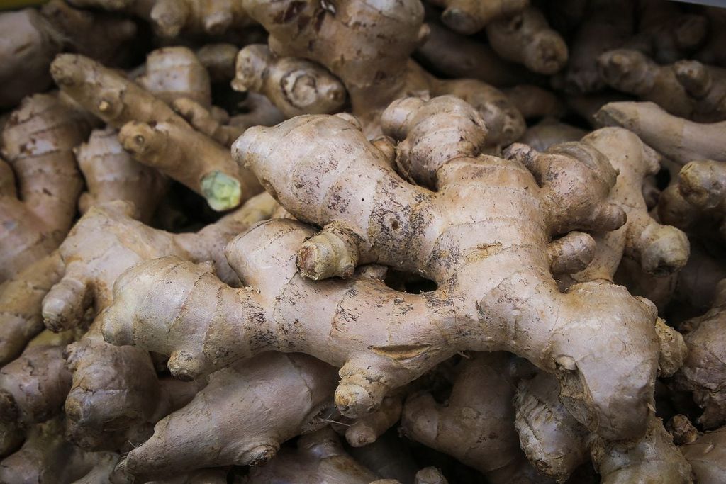 Rhizome Vs. Root - What Makes A Rhizome And What Sets It Apart ...