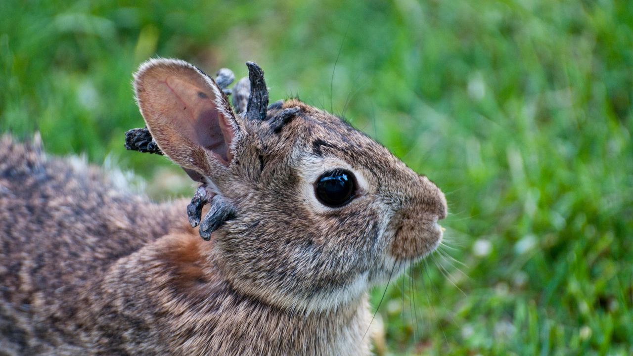 Rabbits with 'horns' sighted across Colorado | The Week