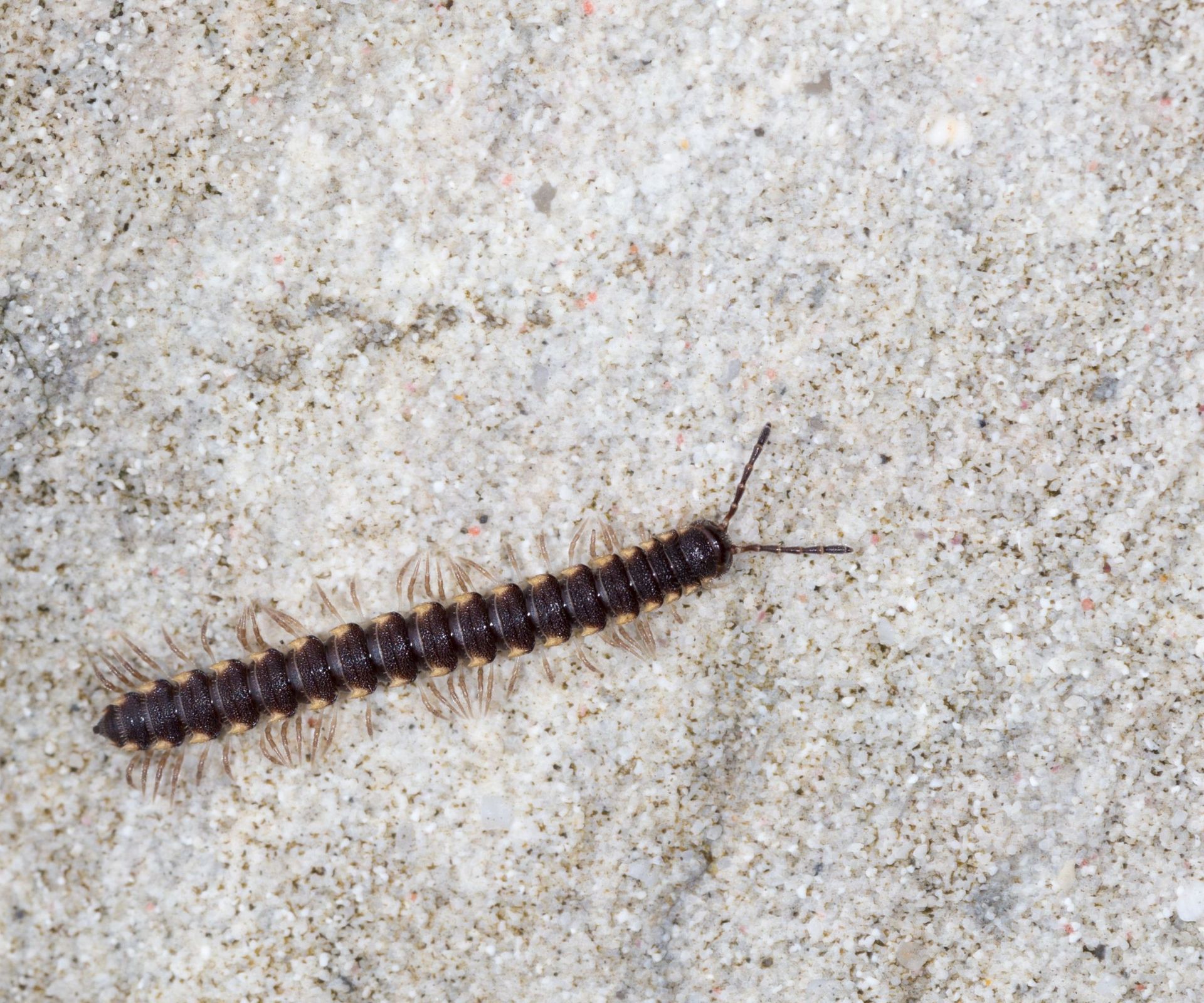How to get rid of millipedes and keep them out of your home | Homes and ...