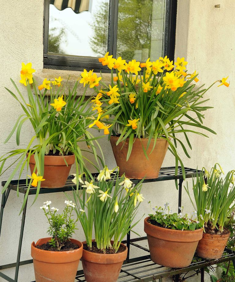 How and when to plant daffodil bulbs for spring flowers | Gardeningetc
