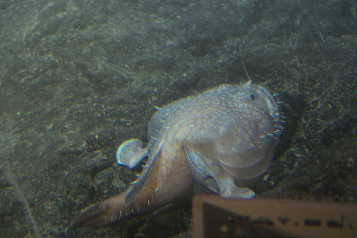 In Photos: Seamount Dives Reveals Rare Marine Life | Live Science