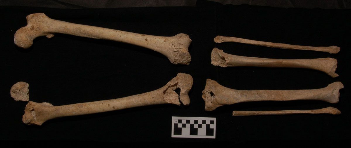 Philip Who? A Gallery of Mystery Bones | Live Science