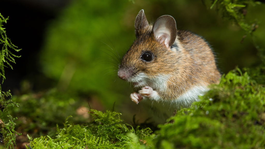The 4 scents mice hate according to experts | Ideal Home