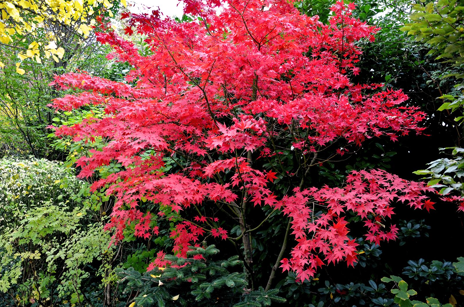 Japanese maple trees: a guide to popular acers | Country