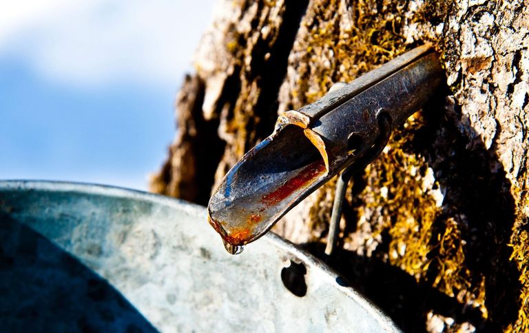Maple Tree Is Dripping Sap - Why Is My Maple Tree Leaking Sap And How ...