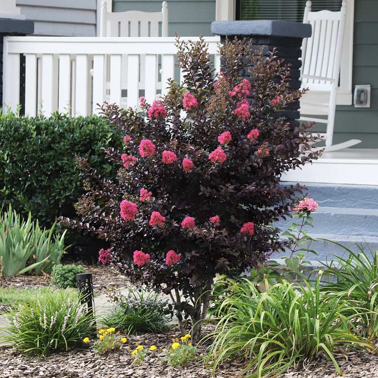 11 of the Best "Dwarf Trees" — Perfect for Small Backyards | Livingetc