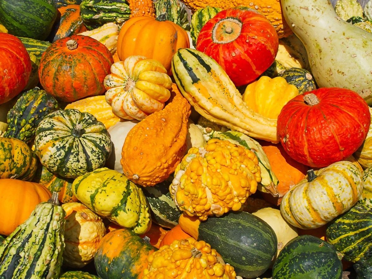 5 Gourds To Grow: Growing Different Kinds Of Gourd | Gardening Know How