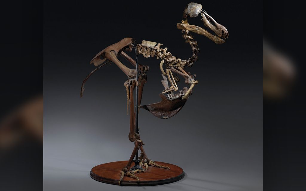 Rare Dodo Skeleton May Fetch Over $700K at Auction | Live Science