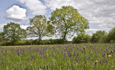 12 top wildflower meadows to visit | Country Life
