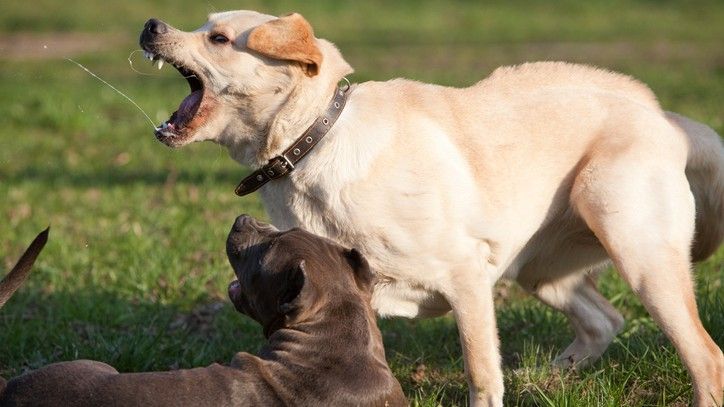 How to deal with an aggressive rescue dog: A vet’s advice | PetsRadar