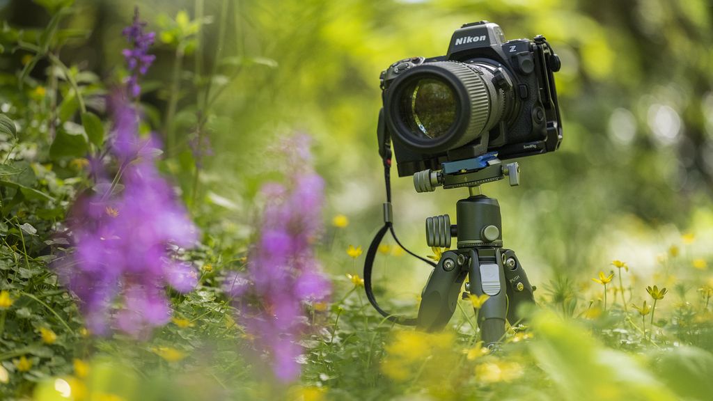 These are my five top tips to control focus in macro photography ...