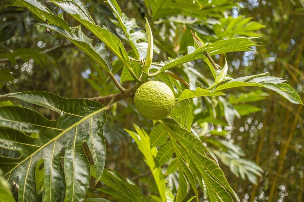 Breadfruit Tree Propagation: Learn About Propagating Breadfruit Trees ...