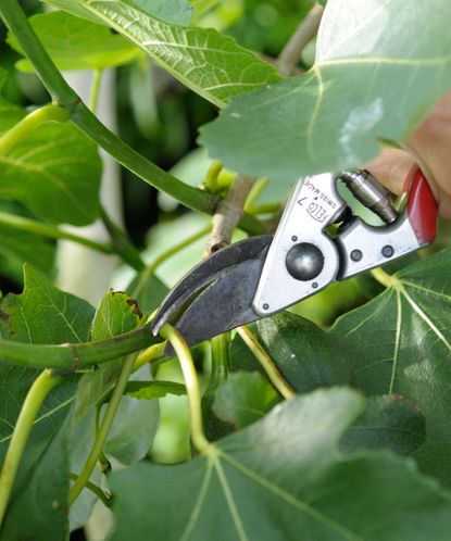 How to prune fig trees: top tips from the experts | Gardeningetc