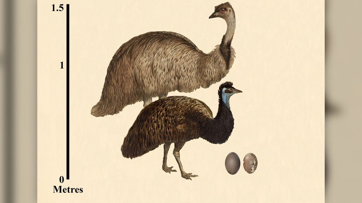Huge egg from extinct dwarf emu found in sand dune | Live Science