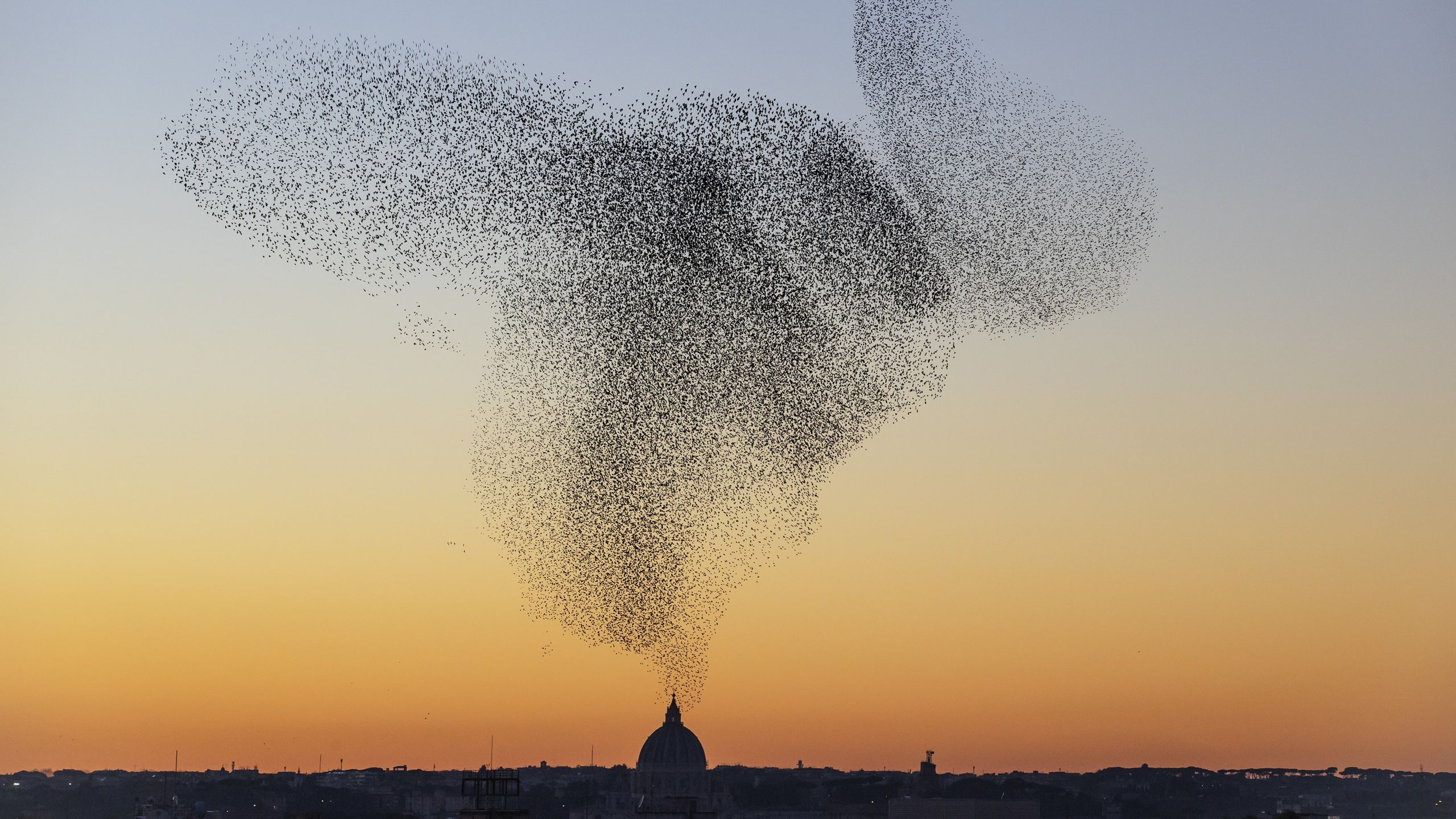 Watch thousands of starlings perform an 'incredible ballet of life and ...