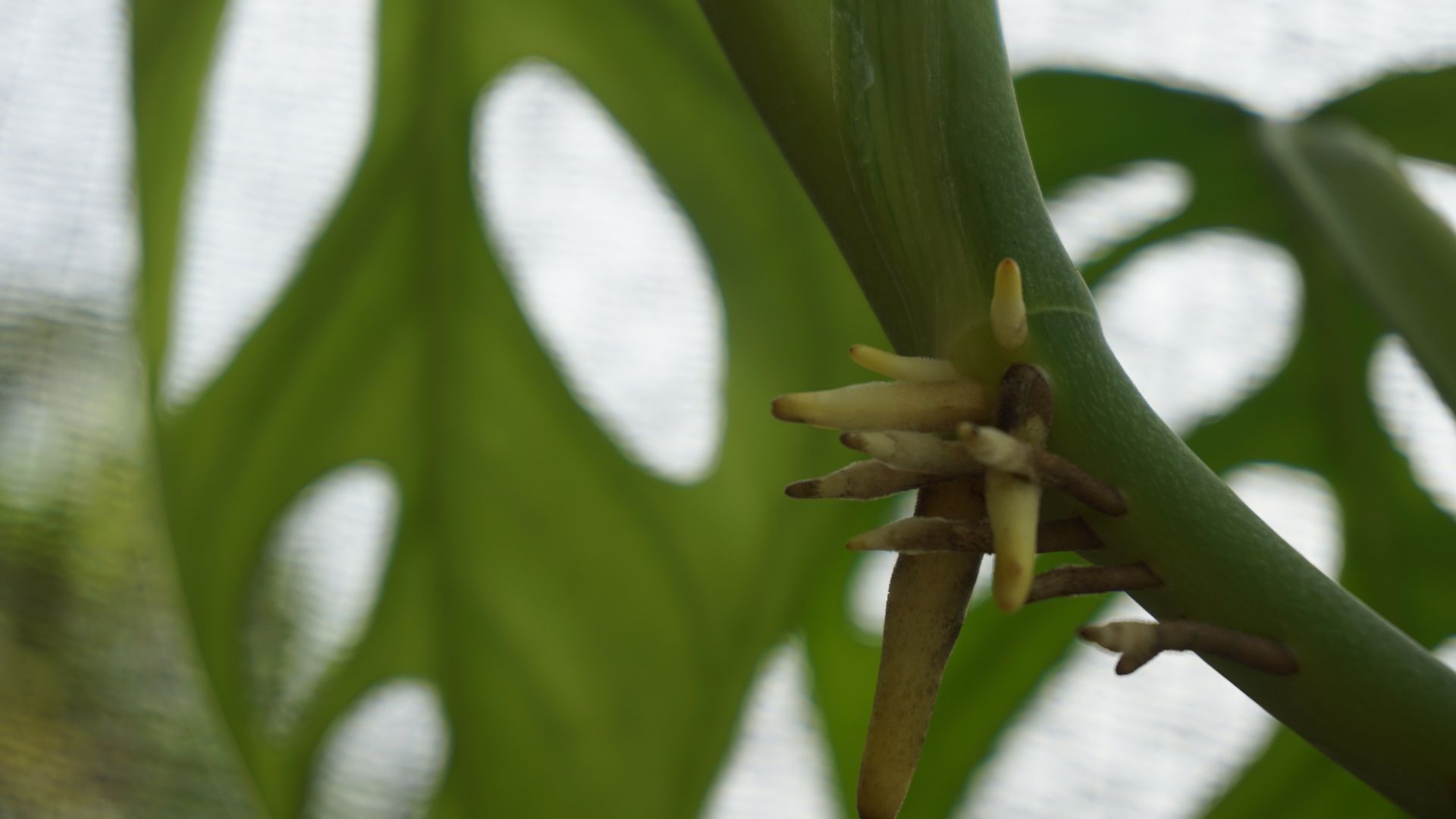 How to cut monstera aerial roots safely: an expert guide | Woman & Home