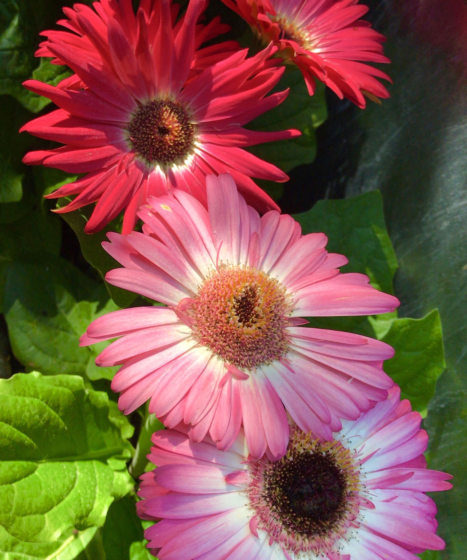 Best patio plants: 11 stunning options for paved spaces | Homes and Gardens