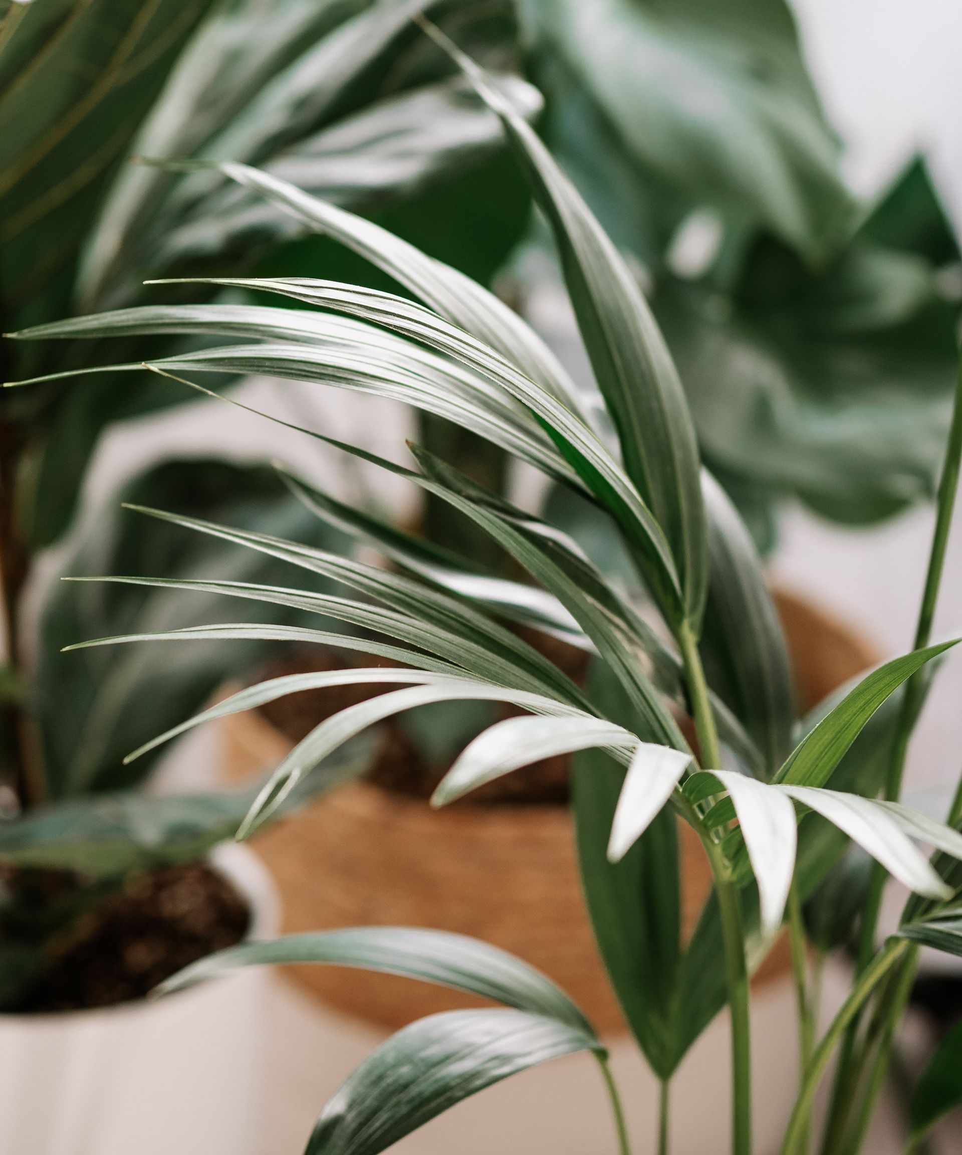 Why is my palm tree turning yellow? 5 reasons and expert solutions ...