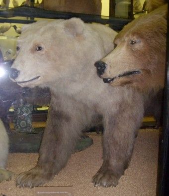 Mother of all Polar Bears: An Irish Brown Bear? | Live Science