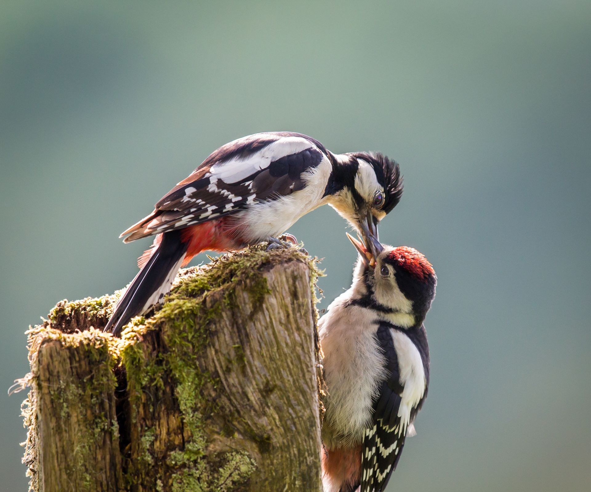 When to cut hedges to protect nesting birds? Wildlife and legal advice ...