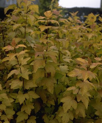 When and how to prune ninebark shrubs correctly | Homes and Gardens