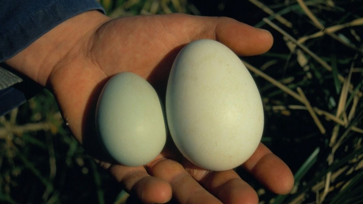 In 'bizarre behavior,' New Zealand penguins lay one egg, reject it, and ...