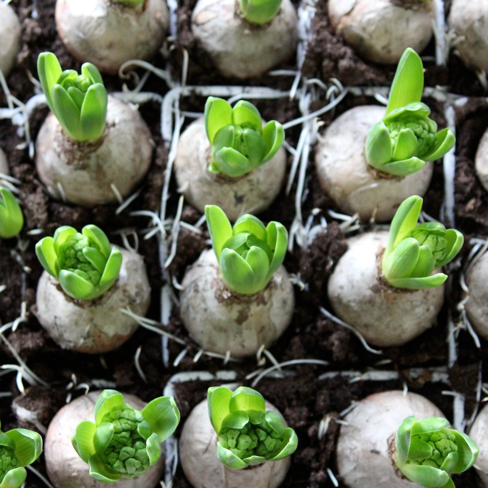 How to plant hyacinth bulbs the right way for bright blooms | Ideal Home