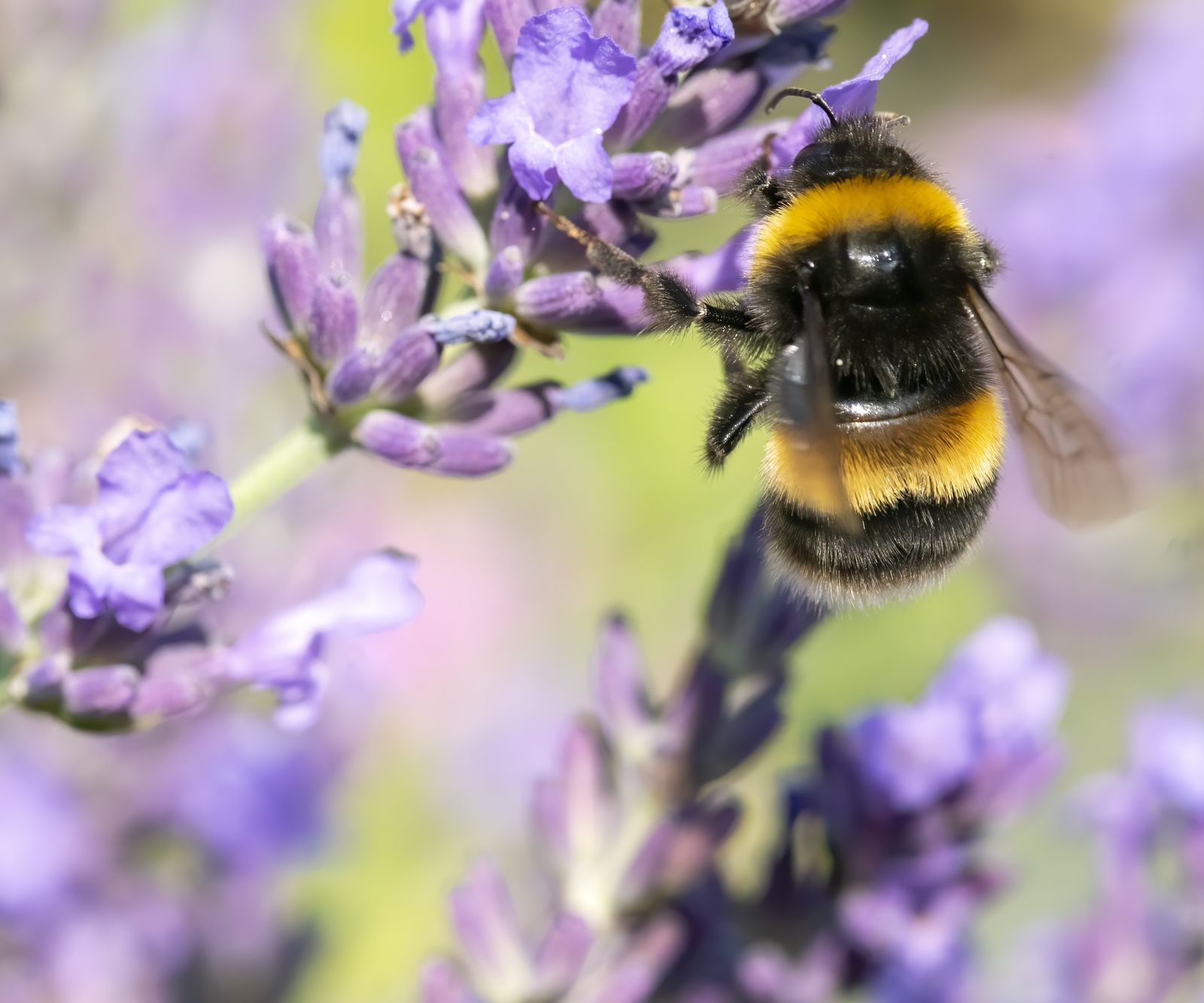 Should you fertilize lavender? Herb planting experts advise | Homes and Gardens
