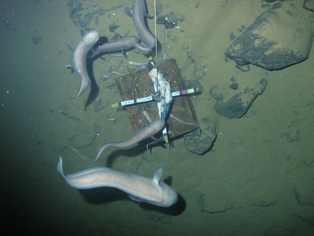 Gallery: Deep-Sea Creatures from the New Hebrides Trench | Live Science