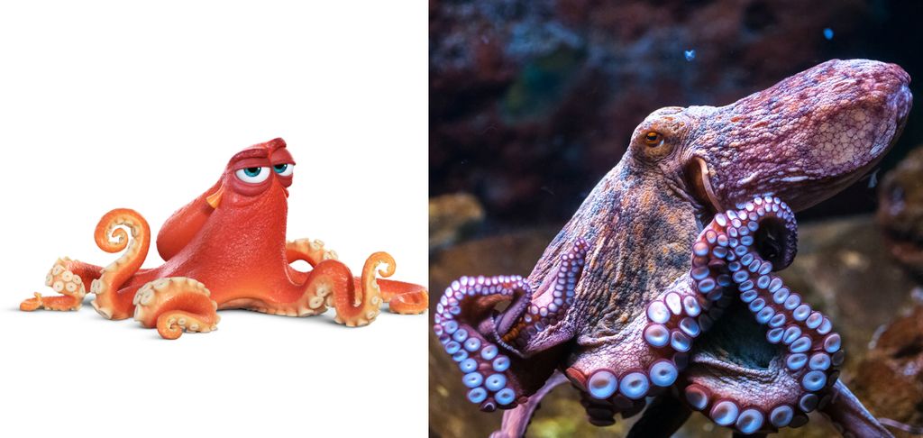 Photos: Meet 'Finding Dory' Real-Life Counterparts | Live Science