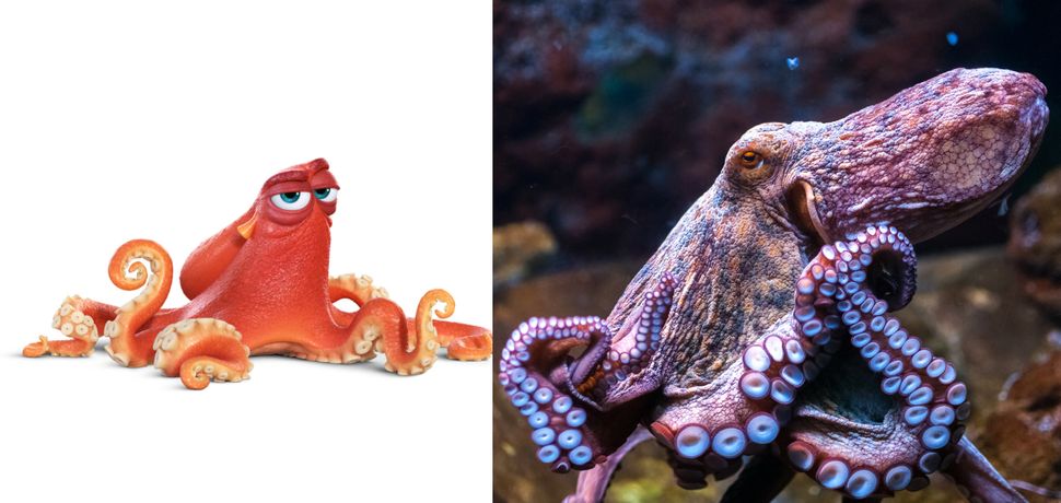 Photos: Meet 'Finding Dory' Real-Life Counterparts | Live Science