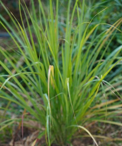 Best unusual herbs: 9 herbs to grow for interesting flavor | Homes and ...